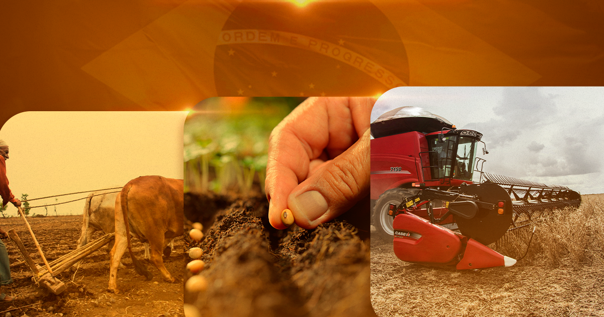 Conheça os diferentes tipos de lavoura mais comuns no país - Grupo Bugio